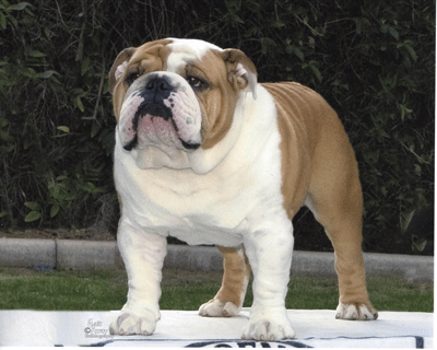 Newcomb Bulldogs Gallery